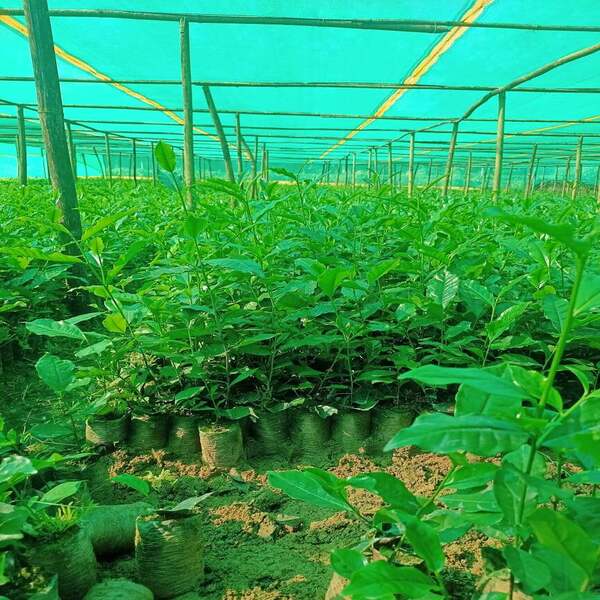 Tea Sapling