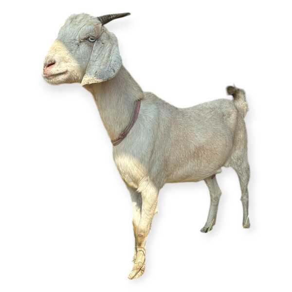 Assam Hill Goat