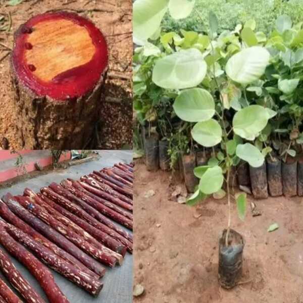 Red Chandan Plant