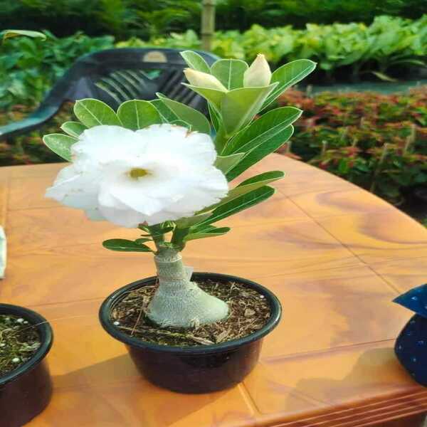 Adenium Plant