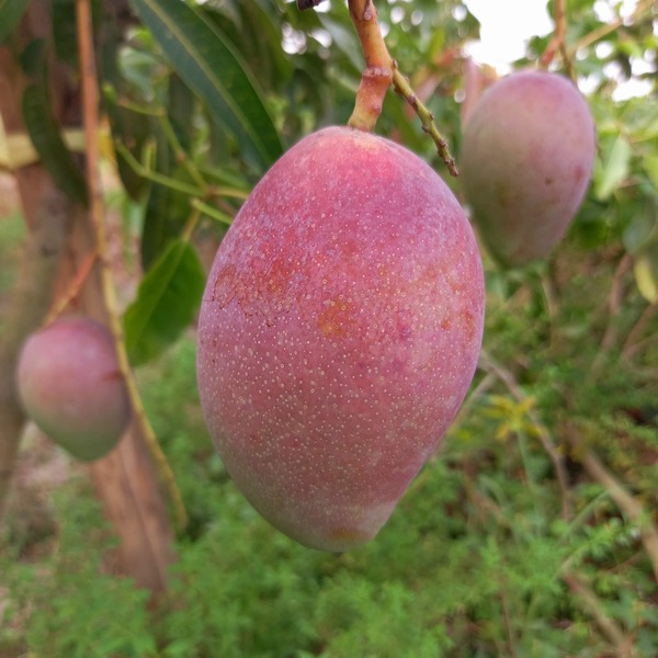 Japanese Miyazaki Mango