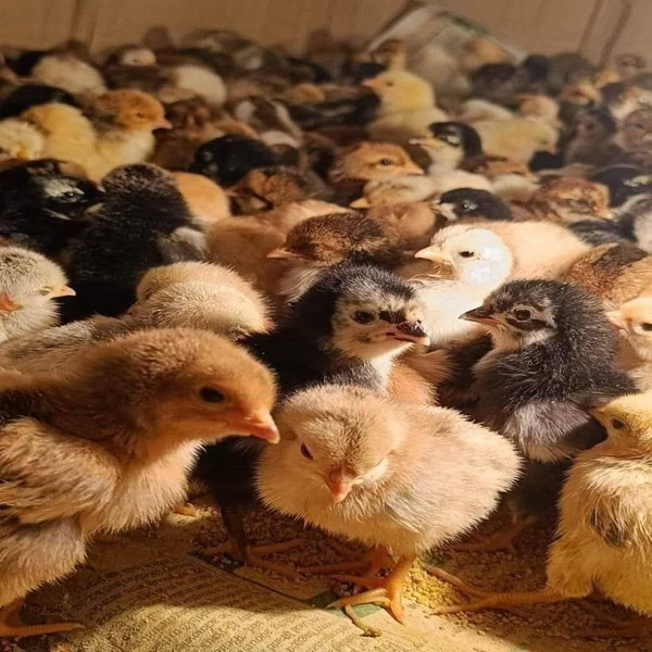 Local Chicken Chicks