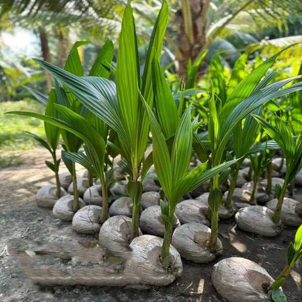 Coconut Plant