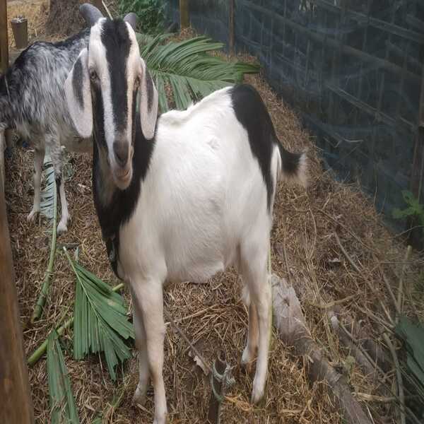 Khasi Goat