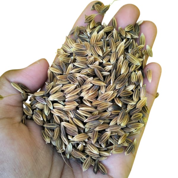 Red Rice Paddy (grain)