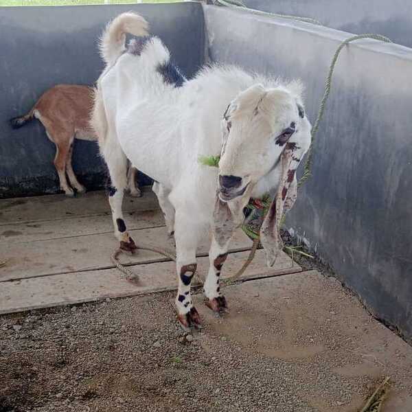 Local Goat