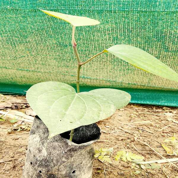 Black Pepper Sapling