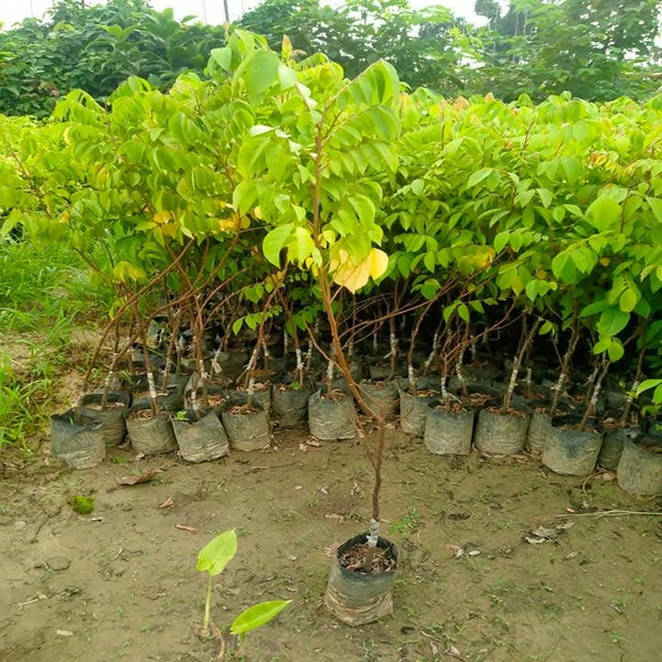 Star Fruit Plant