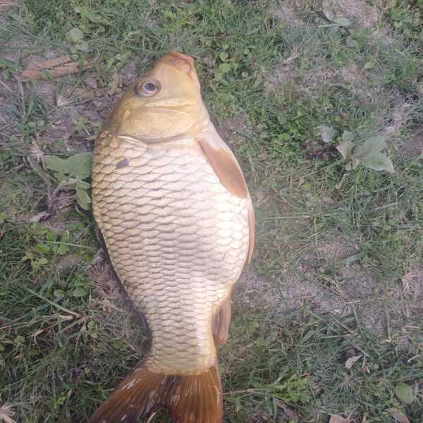Common Carp