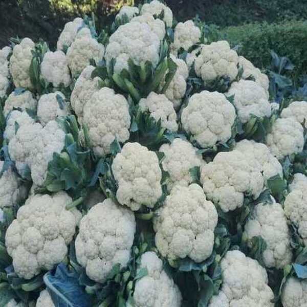 Cauliflower