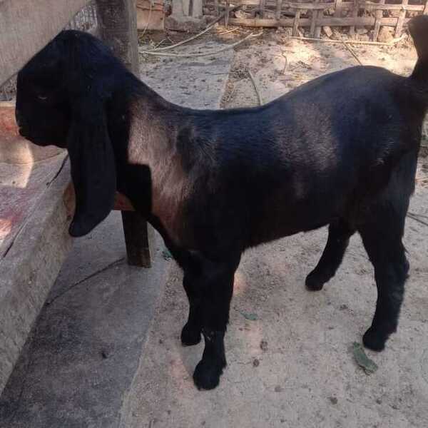 ZRAVI Product Specification Verify