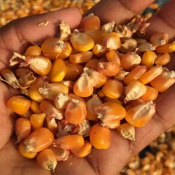 Corn Seeds