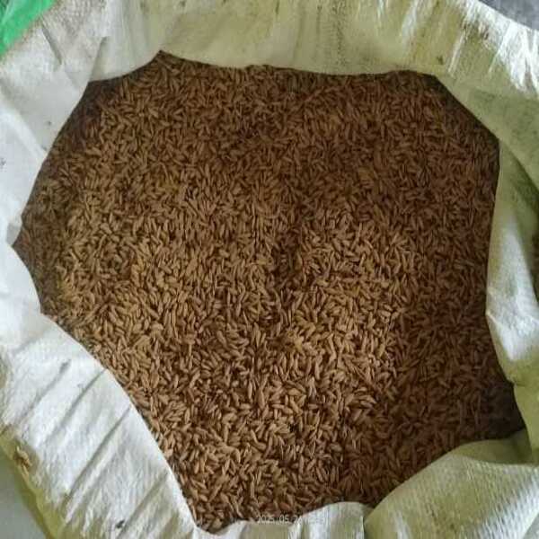 Lahi Paddy (grain)