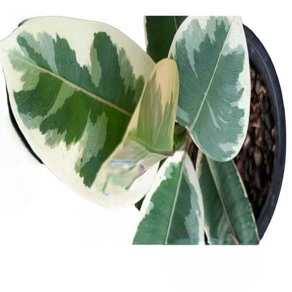 Variegated Rubber Plant (ficus Elastica)