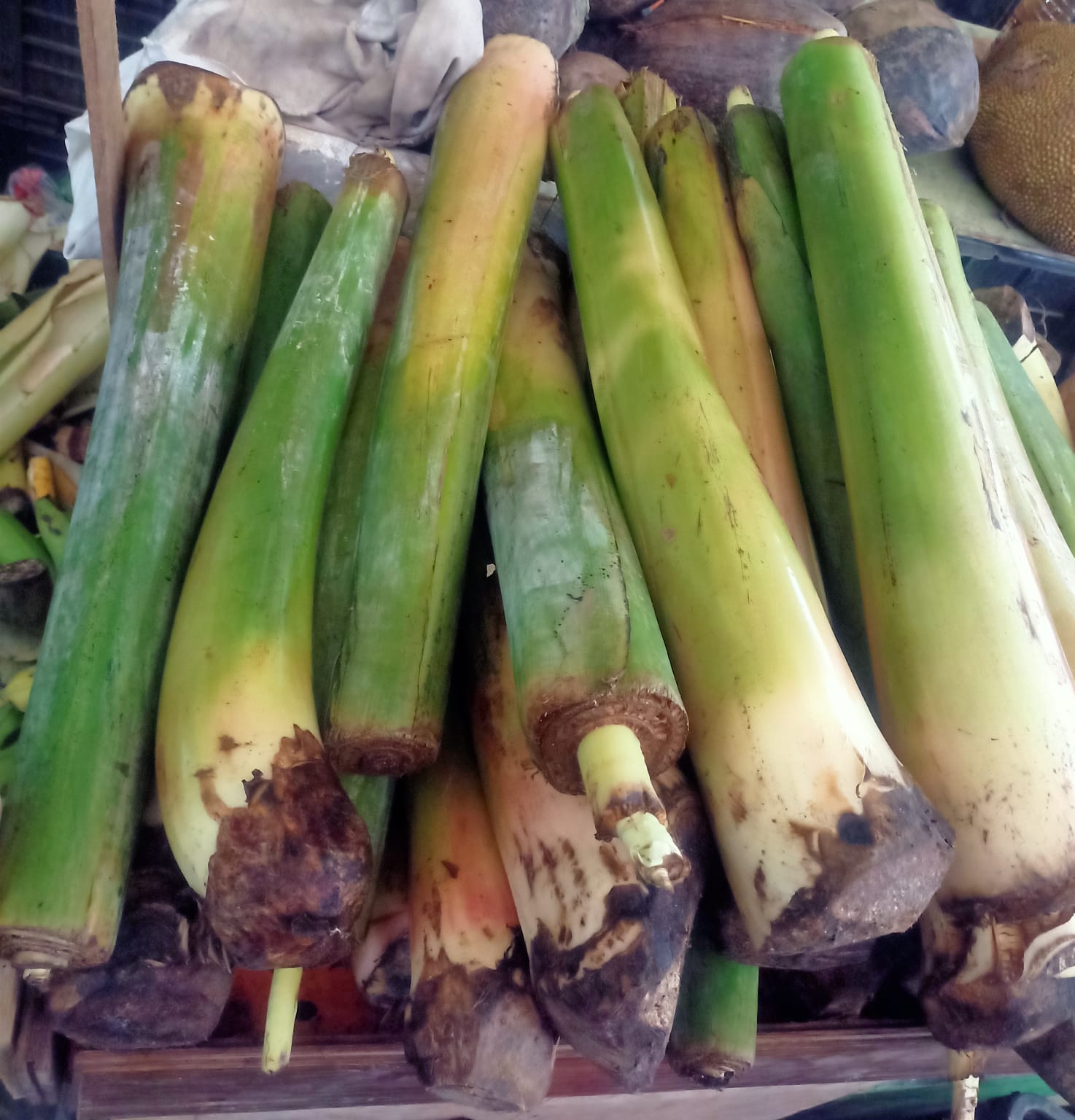 Banana Stem
