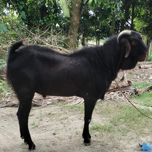 Assam Local Goat
