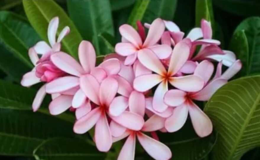 Pink Kath Champa Flower Plant