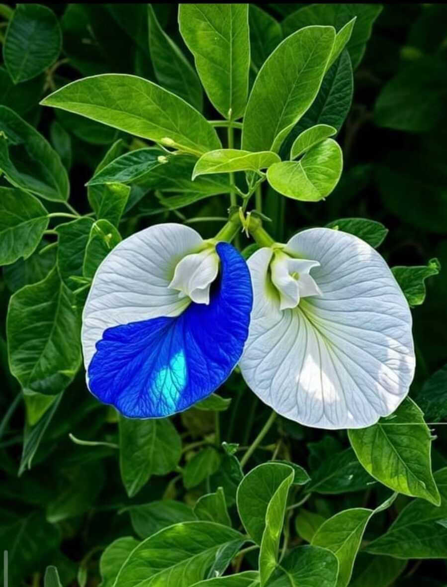 Butterfly Pea Flower Plant