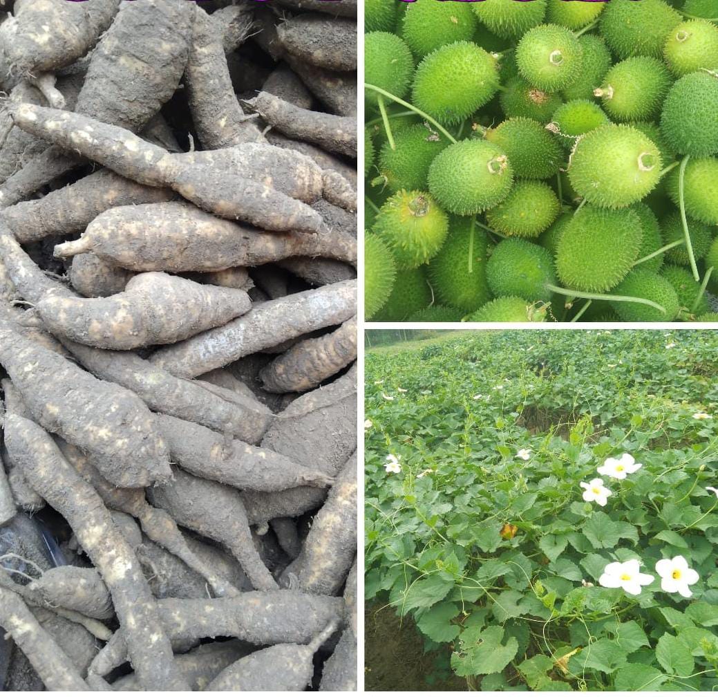 Spiny Gourd Root