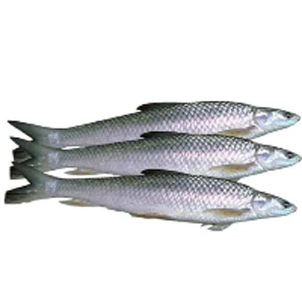 Labeo Bata Fish