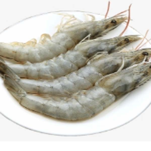 Prawn ( Medium)