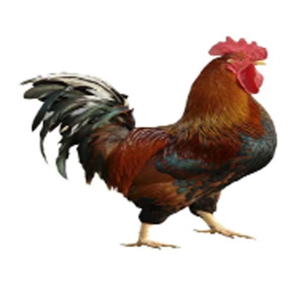 Country Chicken