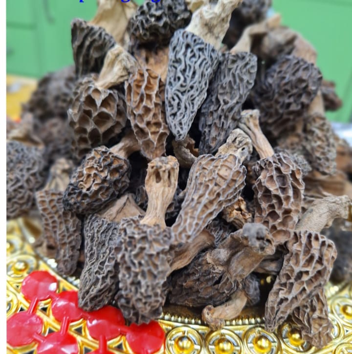 Gucchi Mushroom