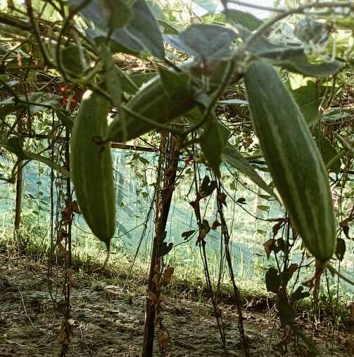 Pointed Gourd