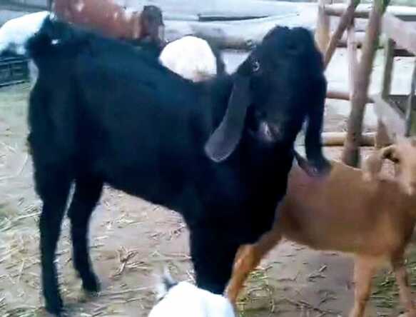 Male Goat