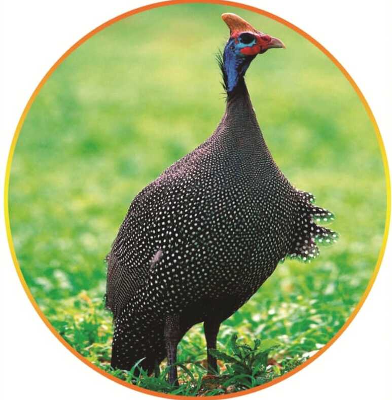 Guinea Fowl