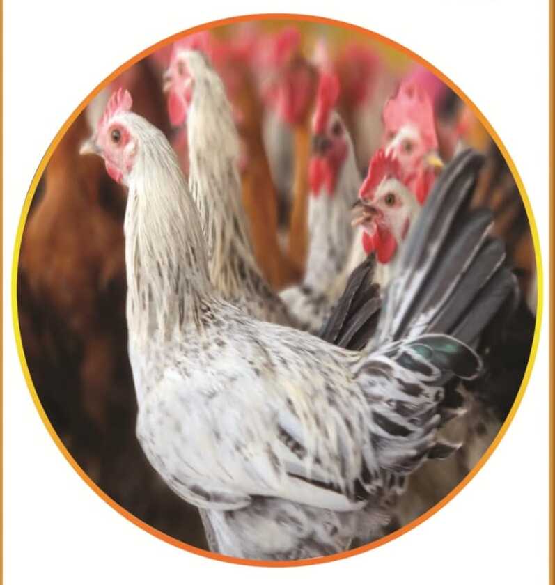 Sonali Chicks