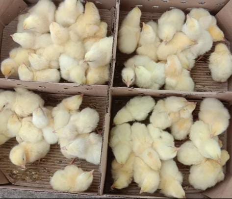Broiler Chicks