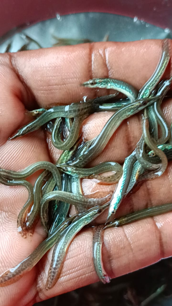 Guchi Bami Fish Seed