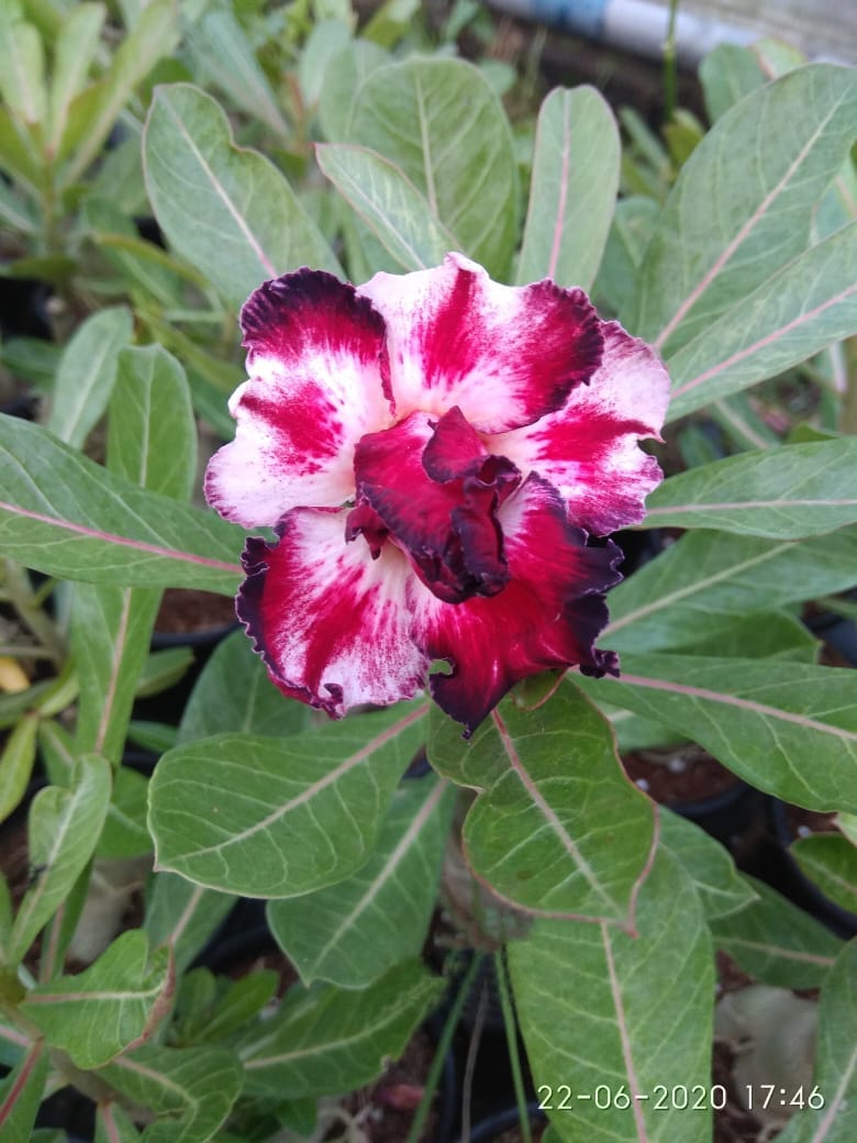 Adenium Flower Plant