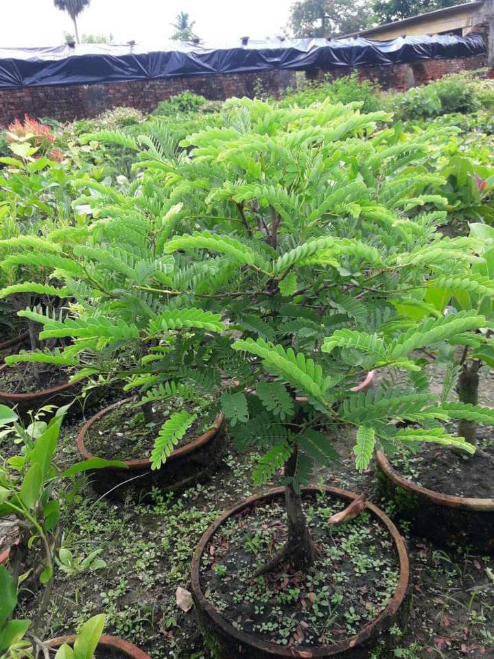 Tamarind Plant