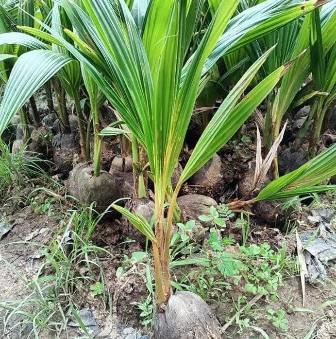 Coconut Plant