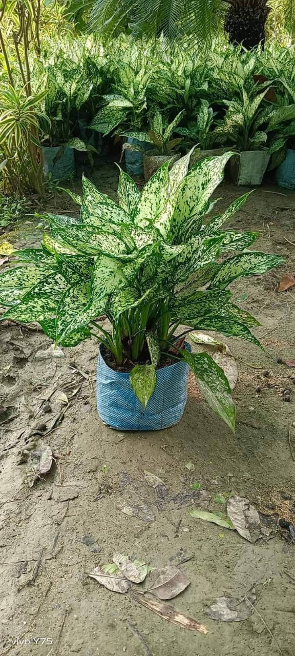 Snow White Plant