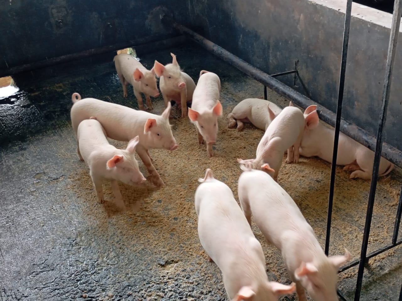 Piglets F 1