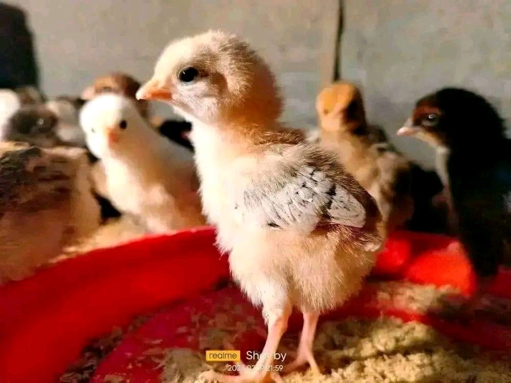 Local Chicken Chicks