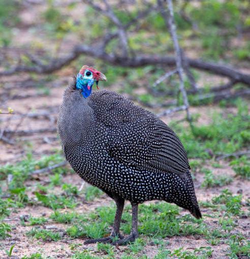 Helmet Guinea Fowl