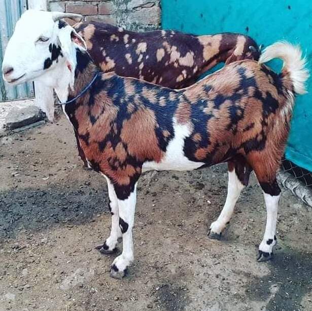 Gujari Male Goat