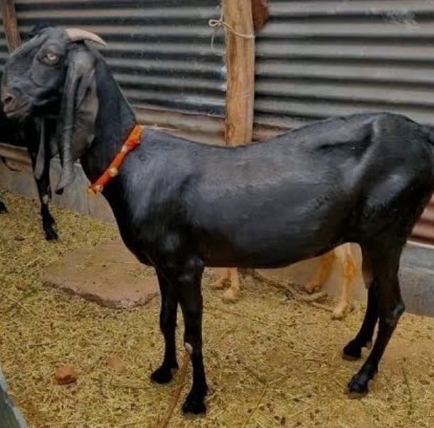 Beetal Male Goat