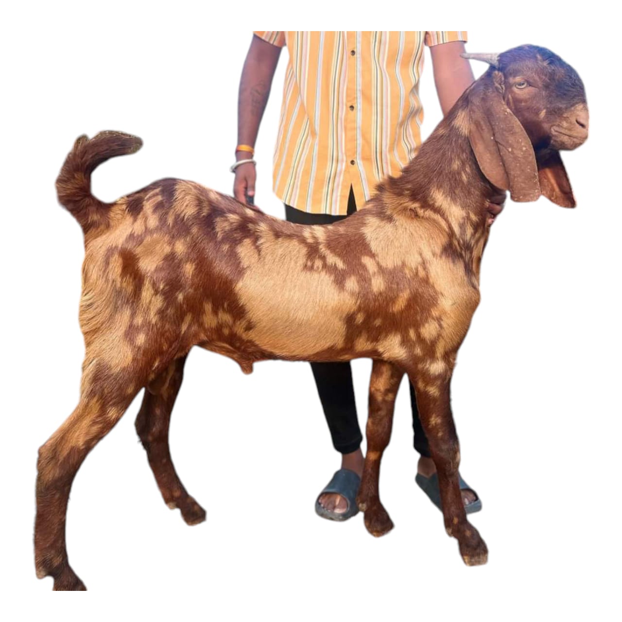 Sirohi Male Goat