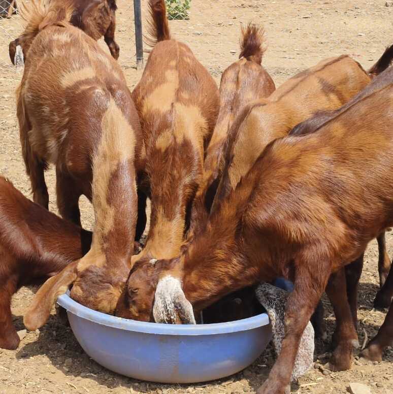 Sirohi Goat