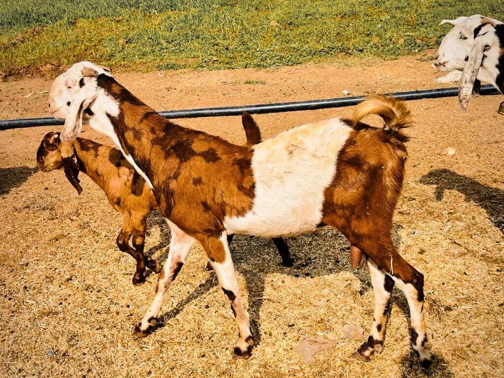 Gujari Female Goat