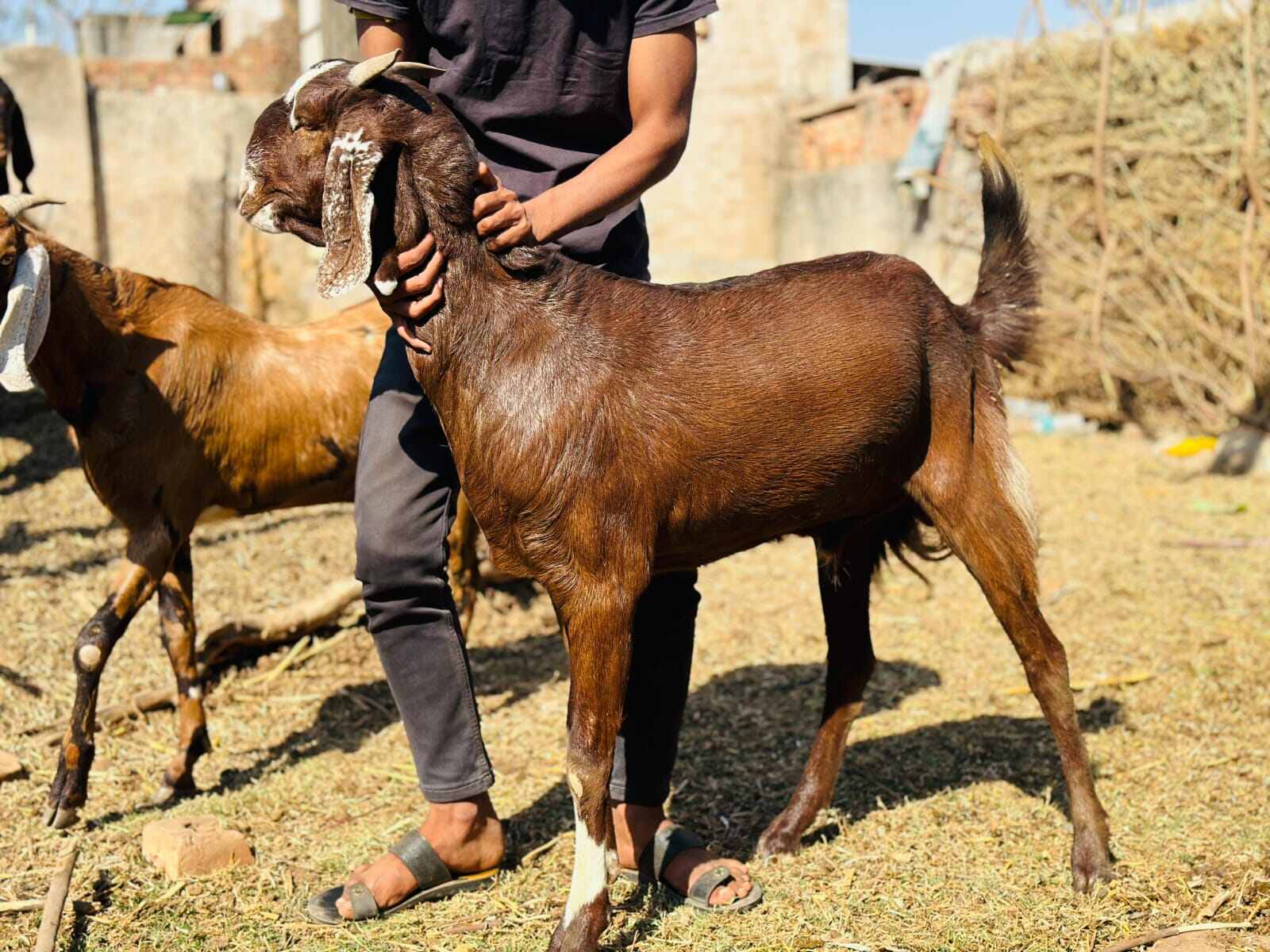 Sirohi Male Goat