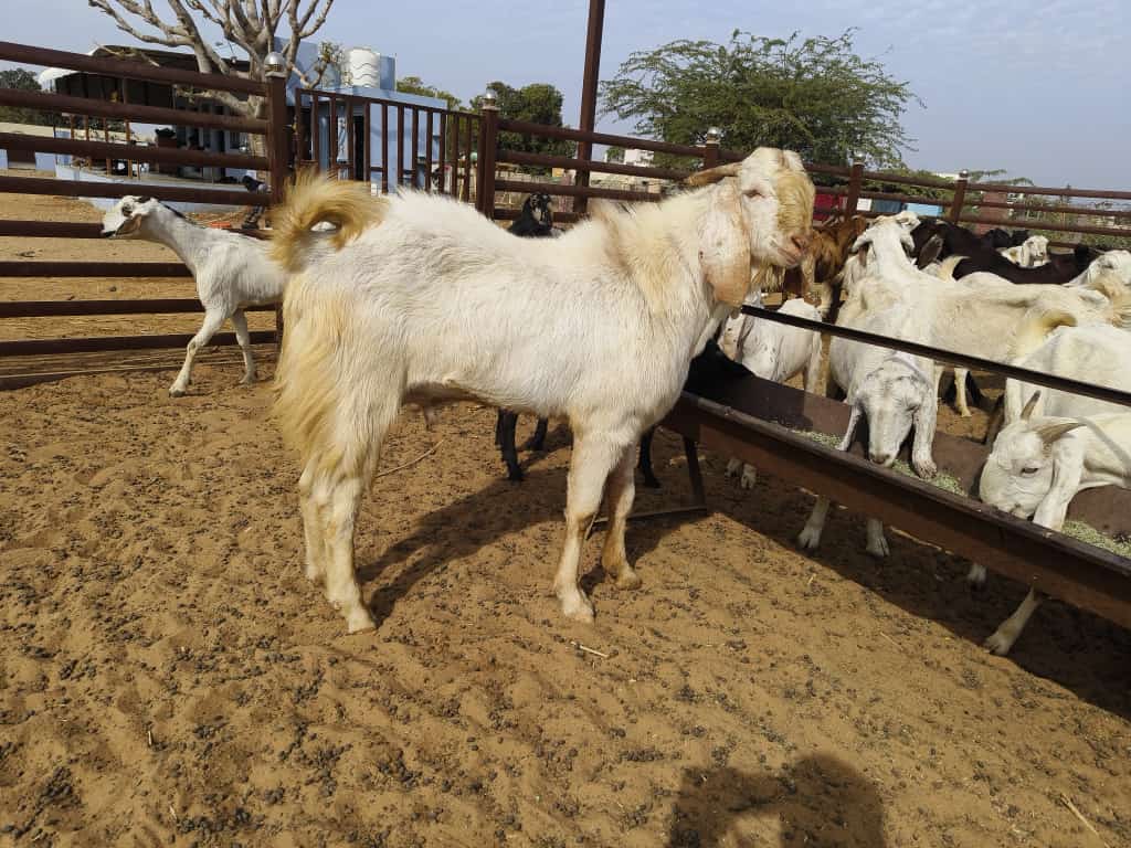 Sojat Male Goat