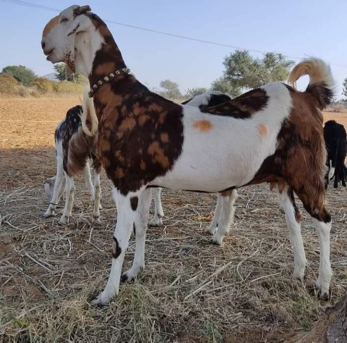 Gujari Female Goat