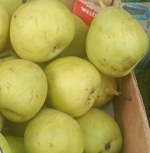Nakh Pears