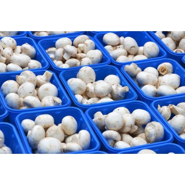 Button Mushroom